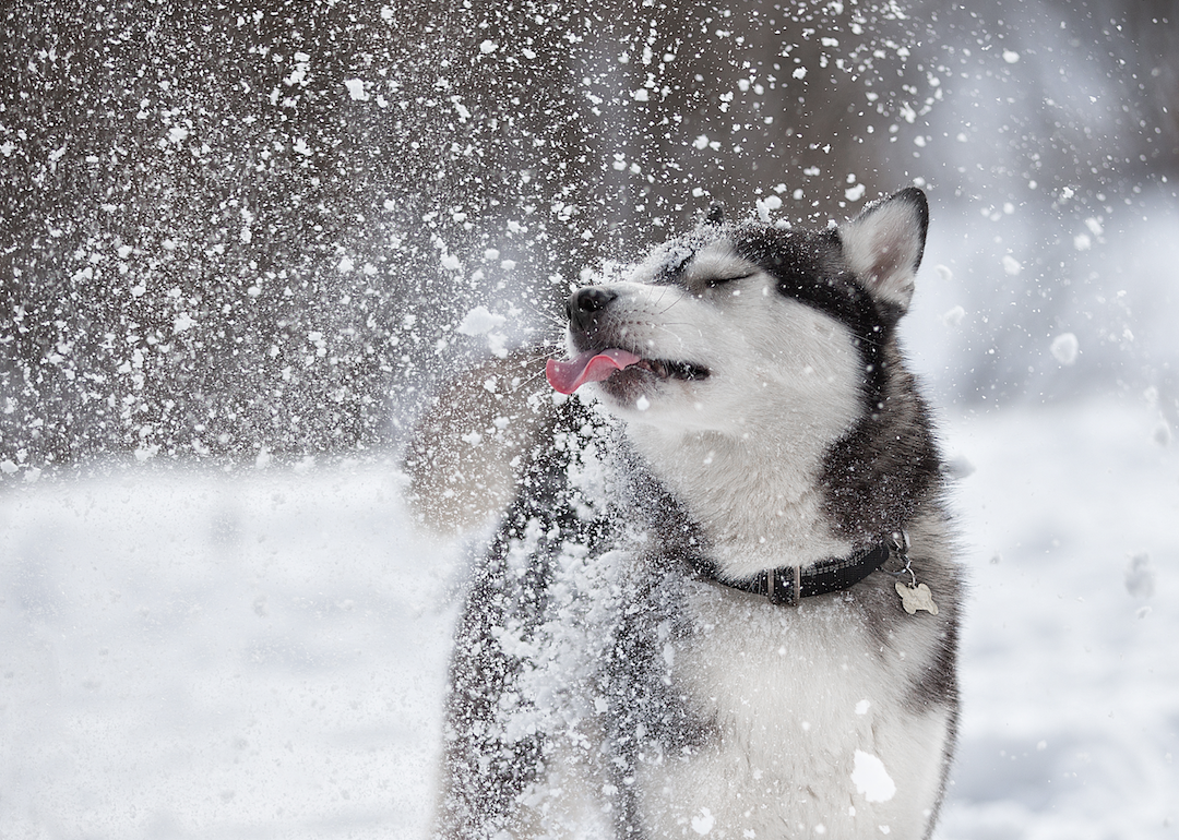 10 Dog Breeds That Love The Winter Stacker 10 Dog Breeds That Love The Winter Stacker