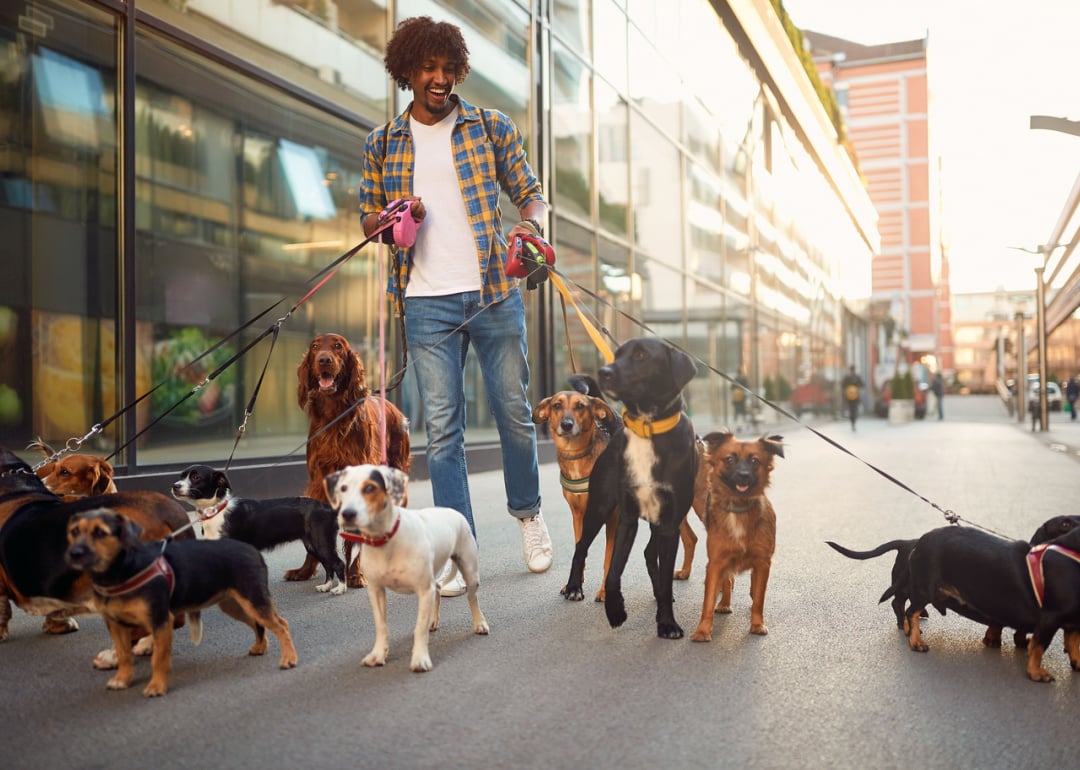 The Major US Cities With the Most Animal Lovers | Stacker