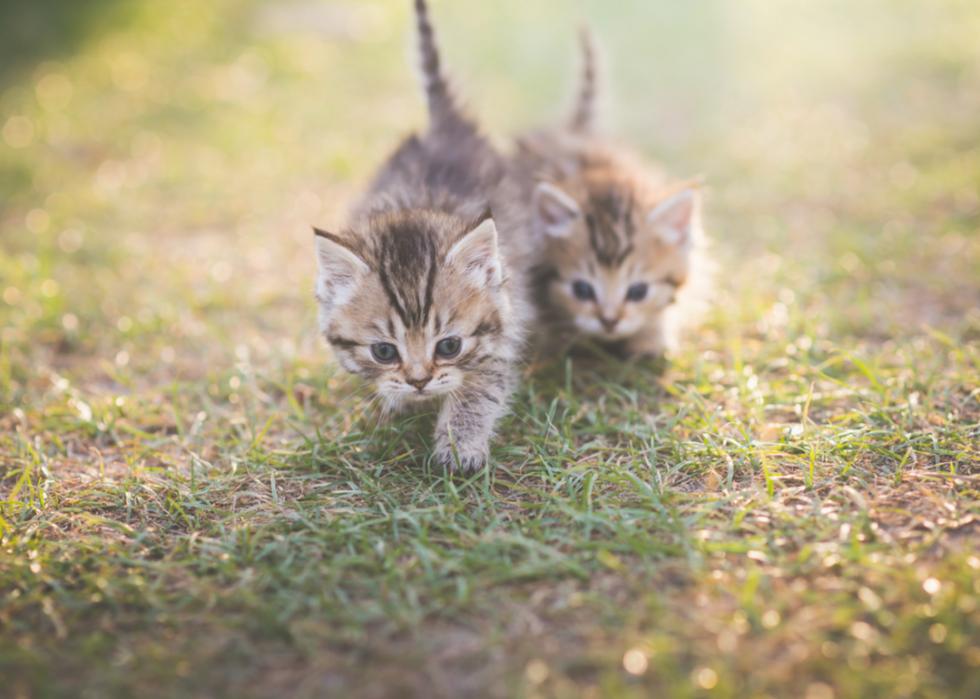 Kittens Available for Adoption in Calgary | Stacker