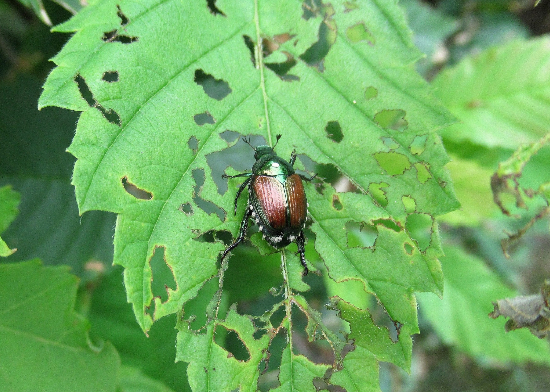 How Communities Are Dealing With Invasive Species Across the US | Stacker