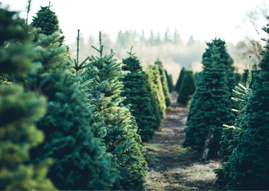 Evergreen: A Town in Alabama or Just Festive Vocabulary? | Stacker