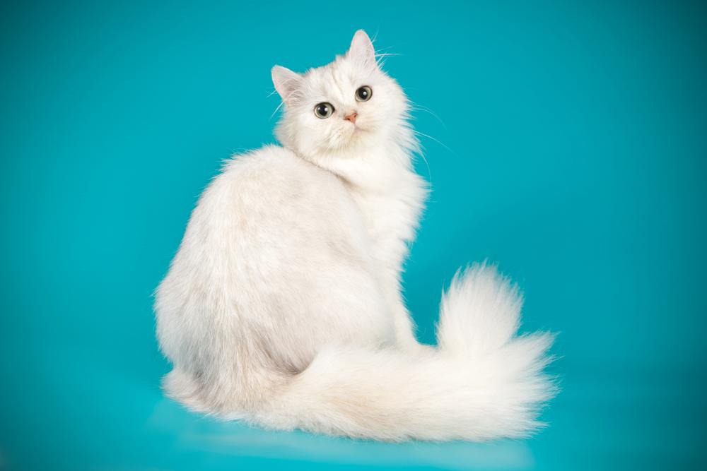 Biggest Cat Breeds Stacker