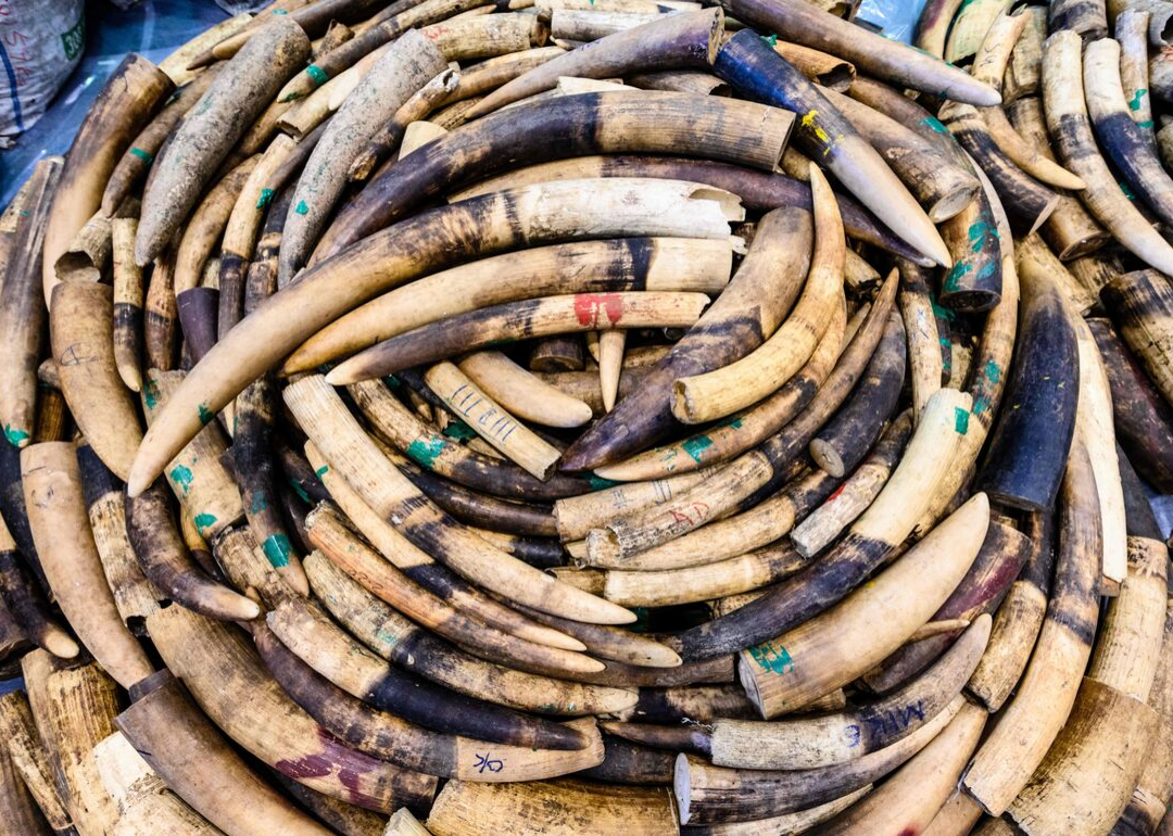 Most Imported Endangered Animals to America | Stacker