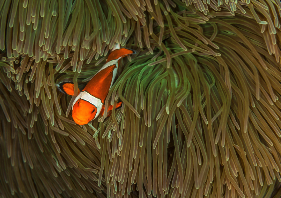 From Sloths to Clownfish: 20 Examples of Teamwork Across the Animal ...