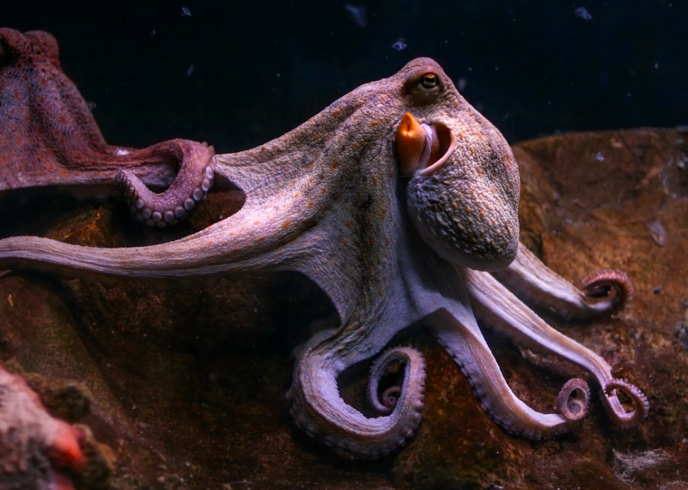 From Poison Dart Frogs to Hagfish Slime: 20 Animal Defenses | Stacker