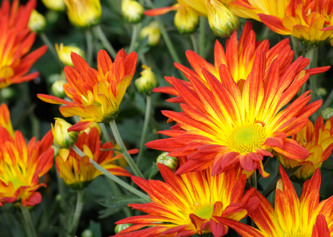 Flowers That Will Add Color to Your Garden Throughout the Year | Angi