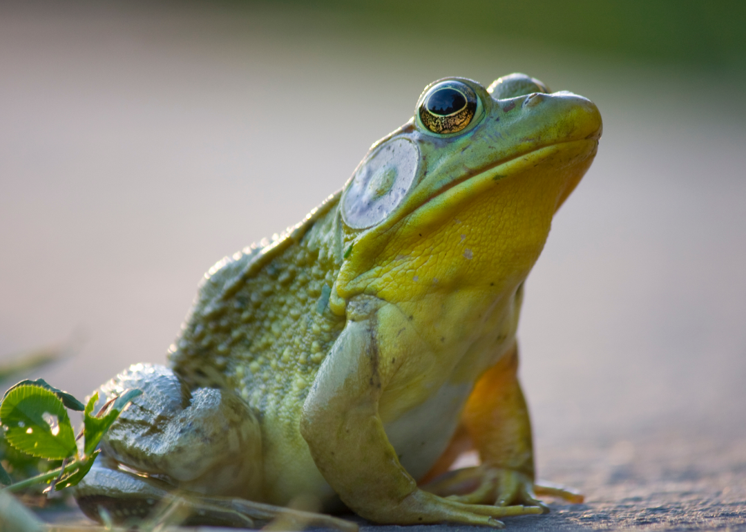 30 Fascinating Facts About Sleep in the Animal Kingdom | Stacker