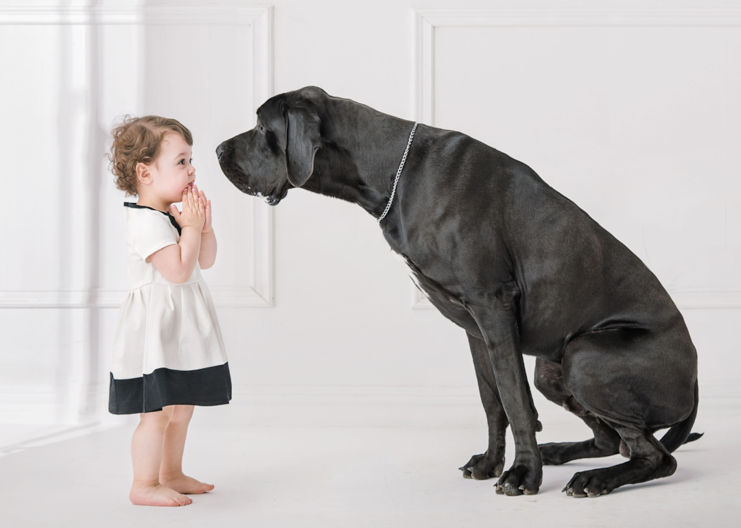 What Does Big Dog Mean In Slang What Does Big Dog Mean In Slang