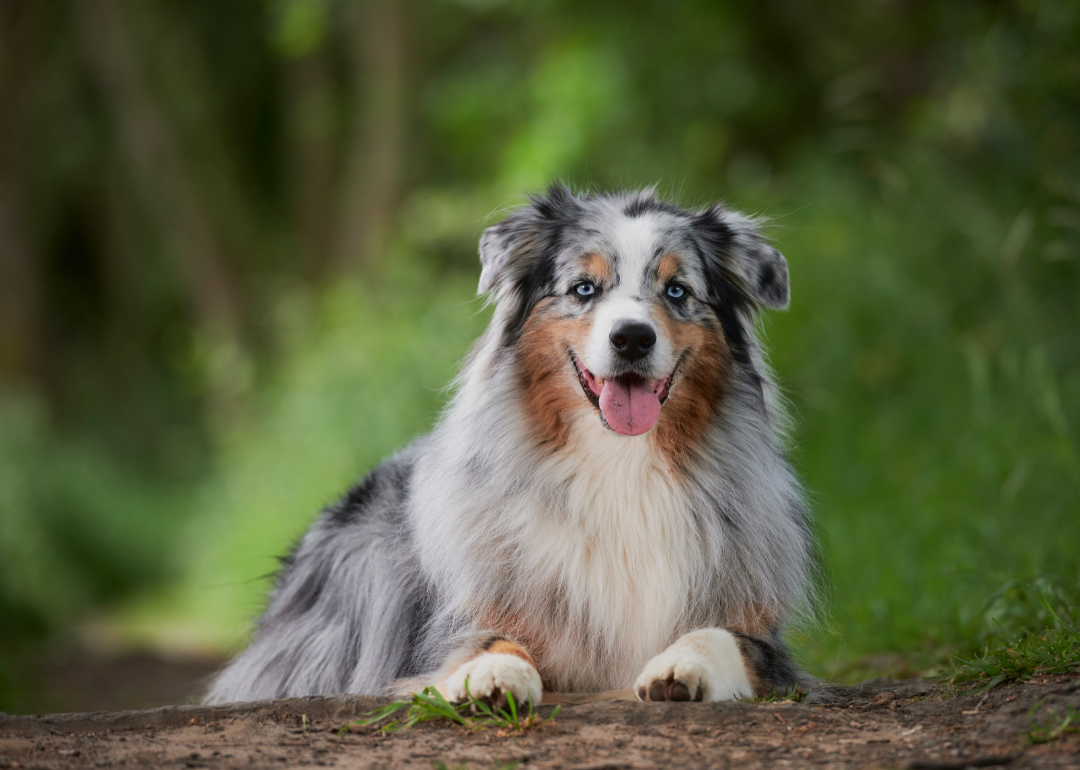 Stories Behind Every Dog Breed That Originated in America | Stacker