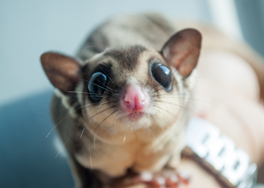 25 Animals That Are Illegal to Own As Pets in the US | Stacker