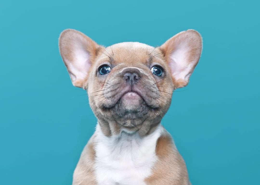 What America's Most Popular Dog Breeds Look Like As Puppies | Stacker