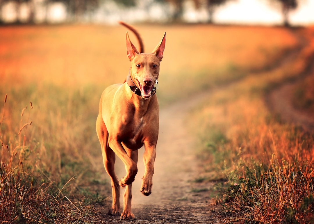 Fastest Dogs in the World | Stacker