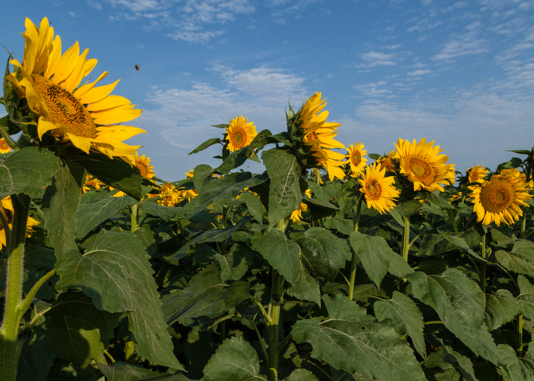 Warmest and Coldest January in Scott County, Kansas History | Stacker