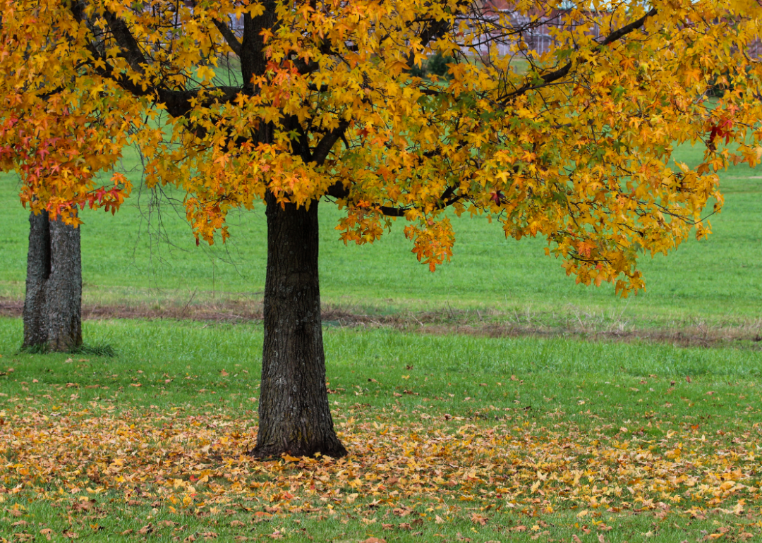 Warmest and Coldest January in Pulaski County, Kentucky History | Stacker
