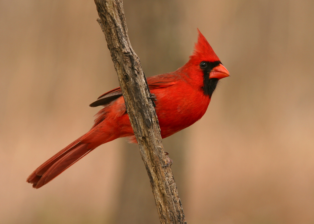 Do You Know Connecticut's Official State Symbols? | Stacker
