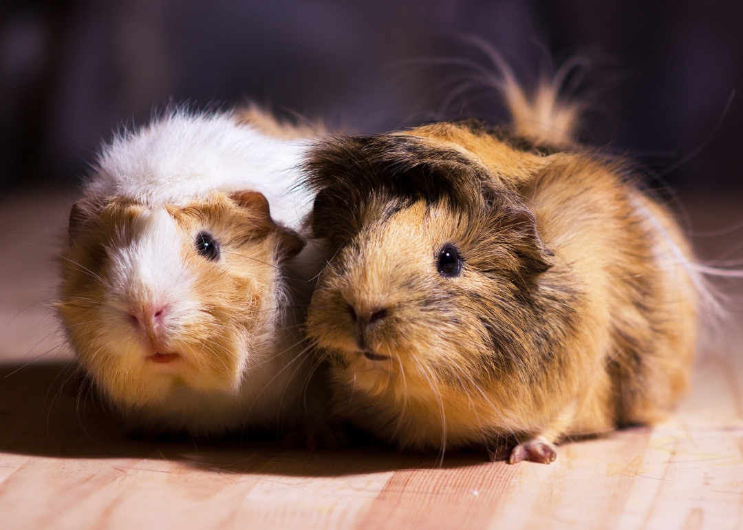 Small Furry Pets Available for Adoption in Mobile | Stacker