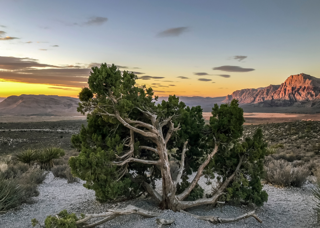 See How Many UFO Sightings Have Occurred in Nevada | Stacker
