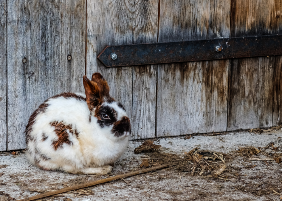 Small Furry Pets Available for Adoption in Cleveland, Tennessee | Stacker