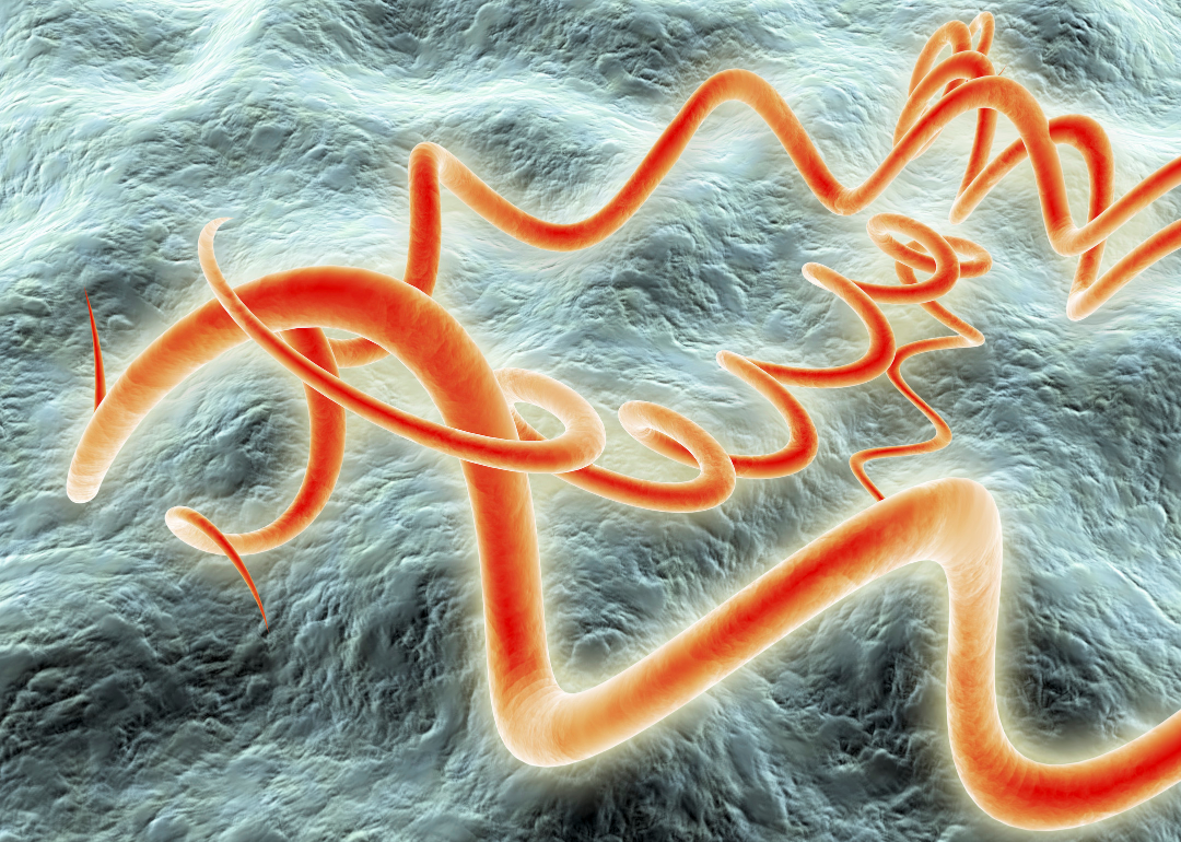 Counties With the Highest STI Rates in Montana | Stacker