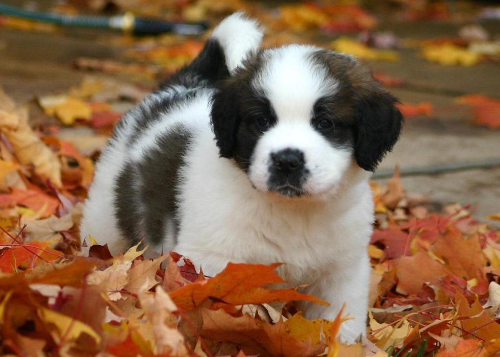 Puppies Available for Adoption in Provo | Stacker