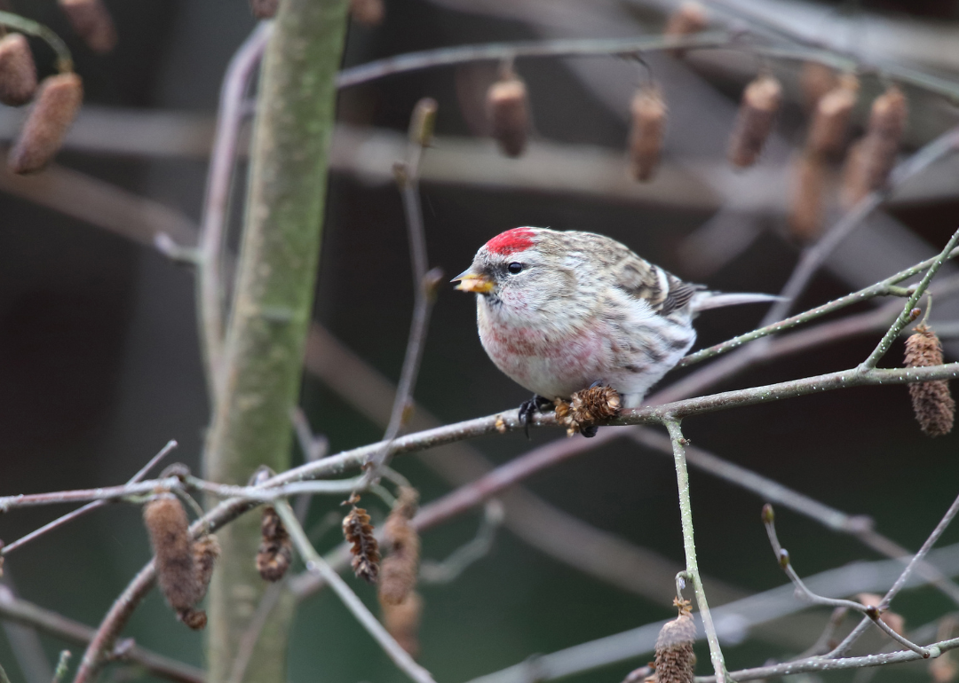 Most Commonly Seen Birds in Saskatchewan | Stacker
