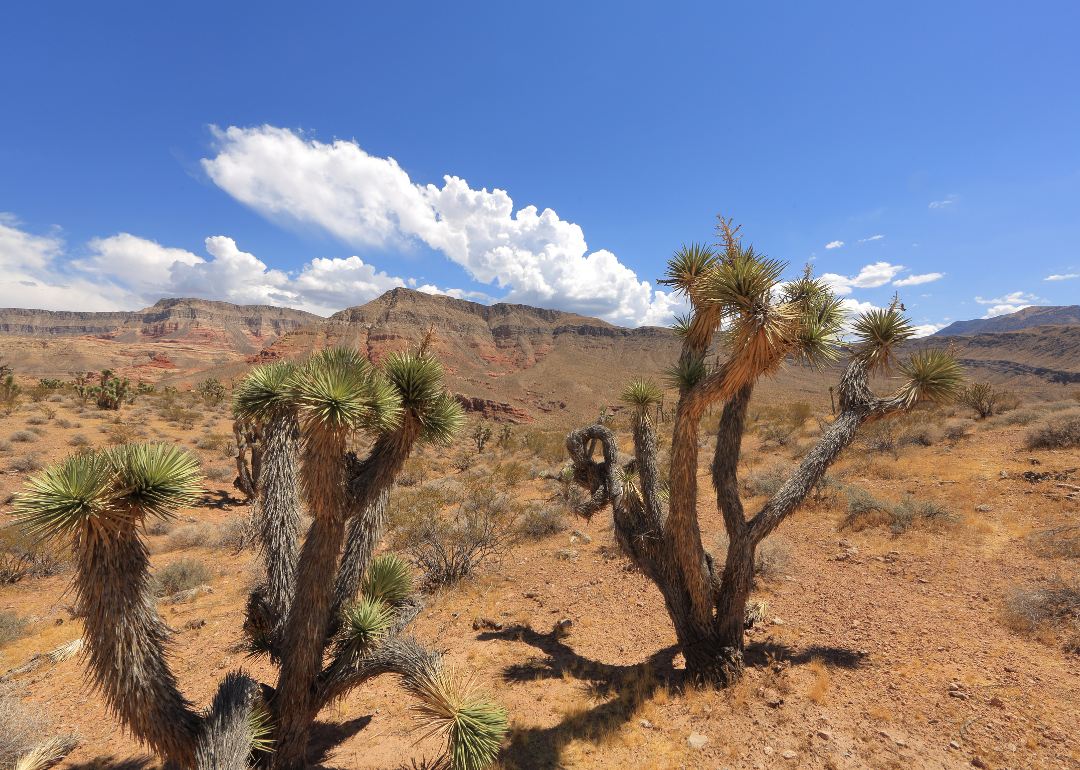Warmest and Coldest January in Mohave County, Arizona History | Stacker