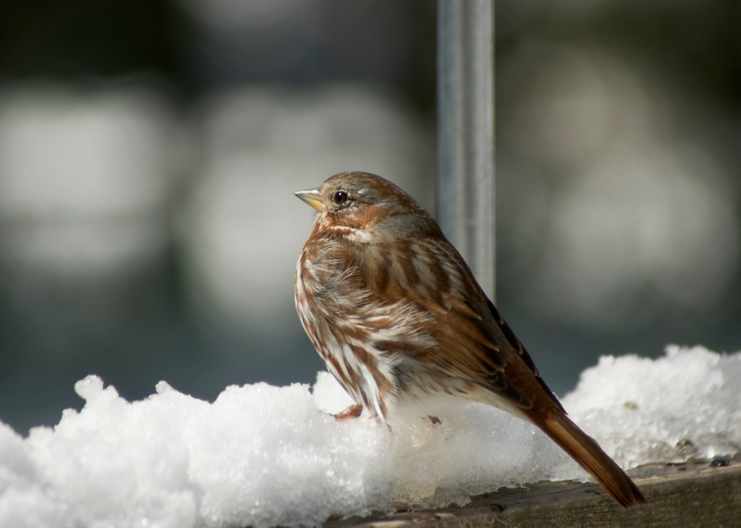 Most Commonly Seen Birds in Connecticut | Stacker