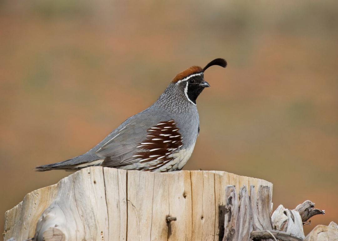 Most Commonly Seen Birds in Colorado | Stacker