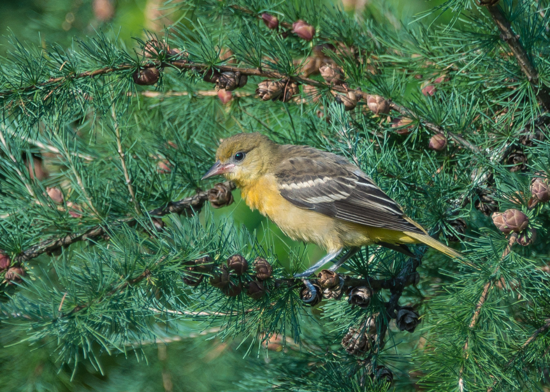 Most Commonly Seen Birds in Massachusetts | Stacker