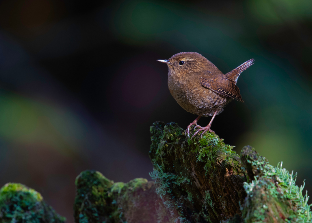Most Commonly Seen Birds in Washington | Stacker