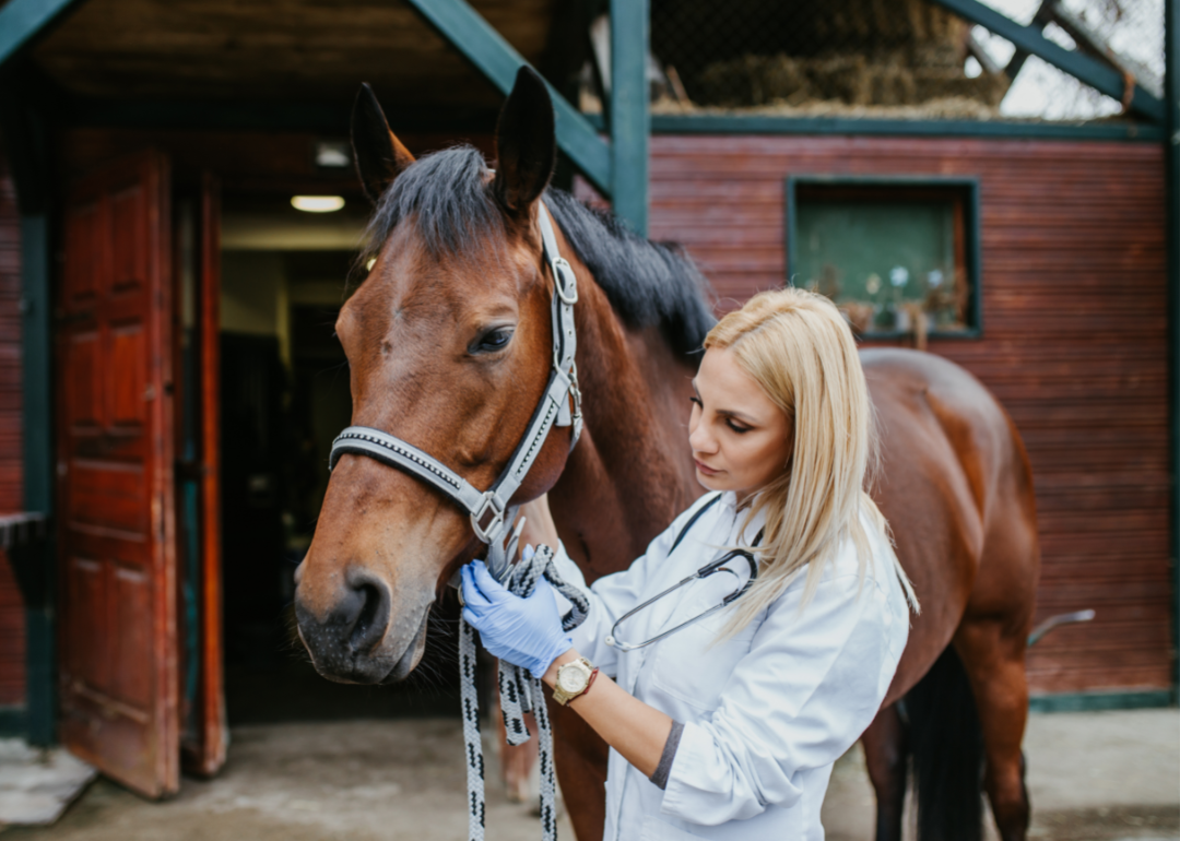 25 Jobs Where You Get to Work With Animals | Stacker