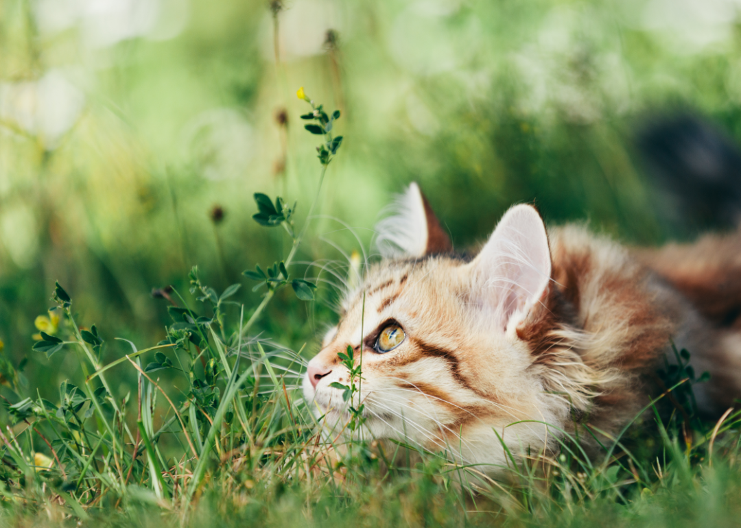 Kittens Available for Adoption in Jackson, Michigan | Stacker