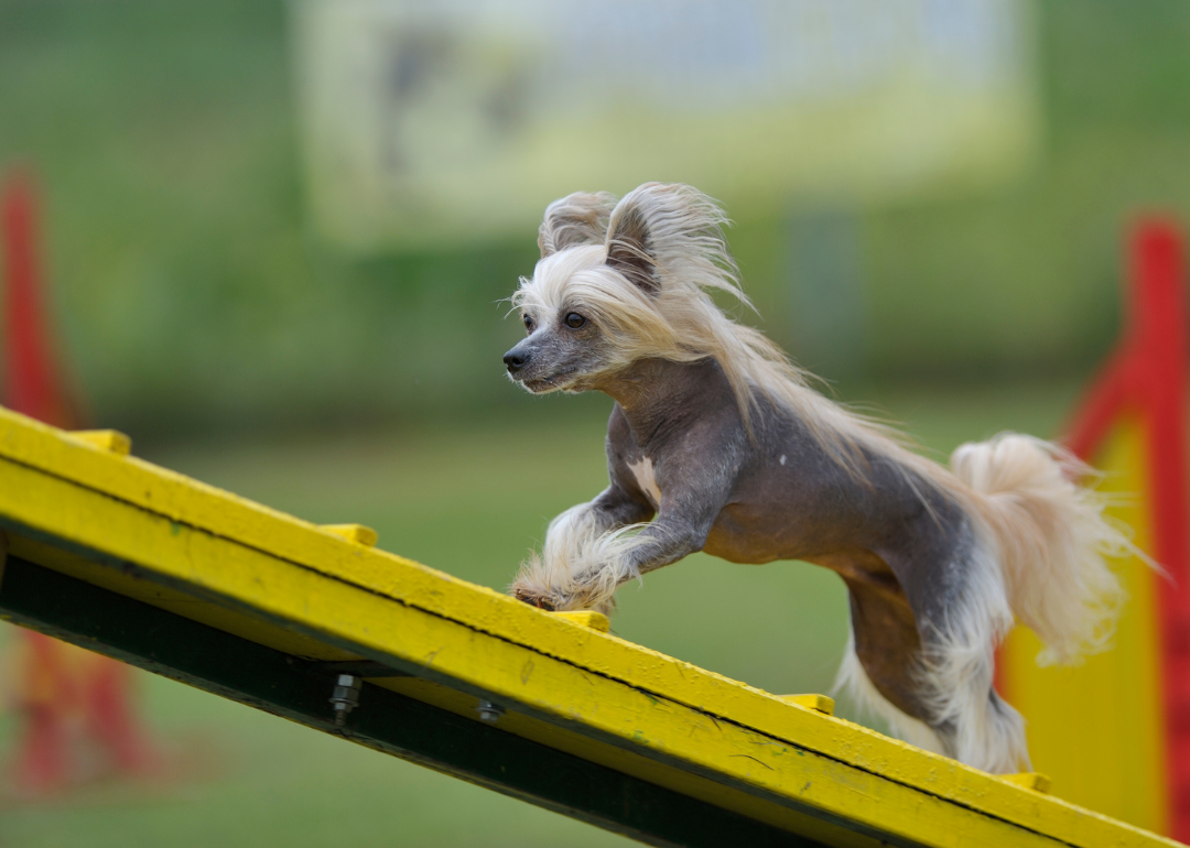 The Most Popular Dog Names of 2023 in Indiana | Wag!