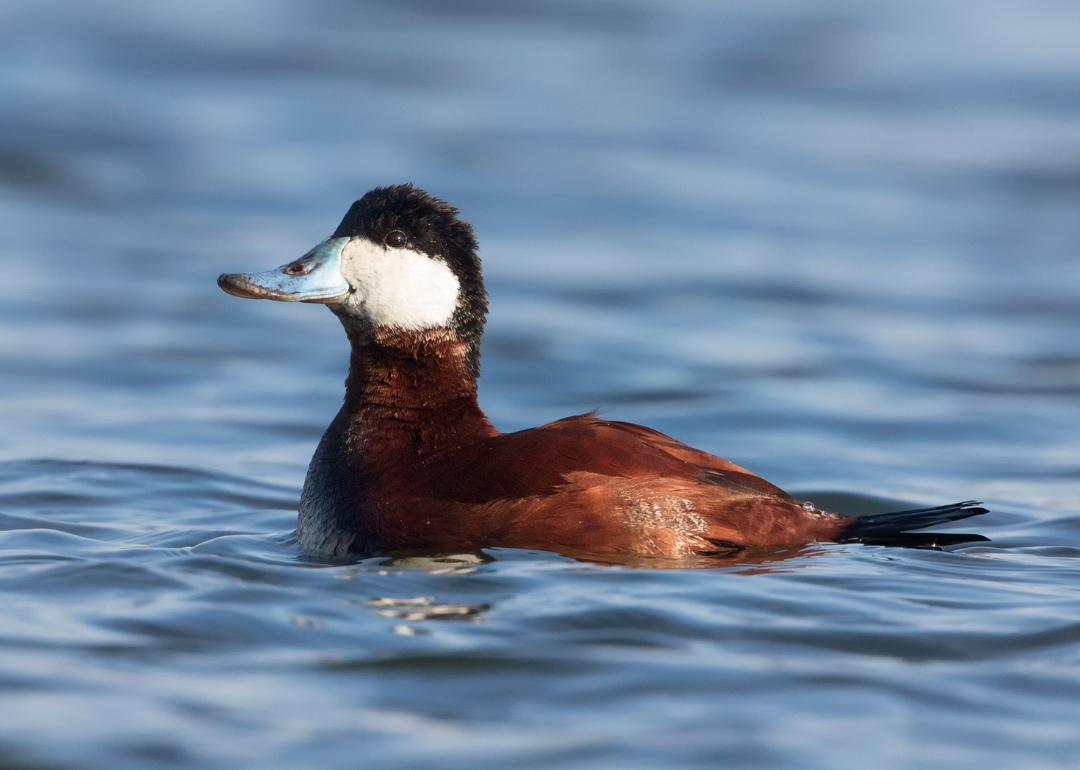 Most Commonly Hunted Migratory Birds In Oregon Stacker