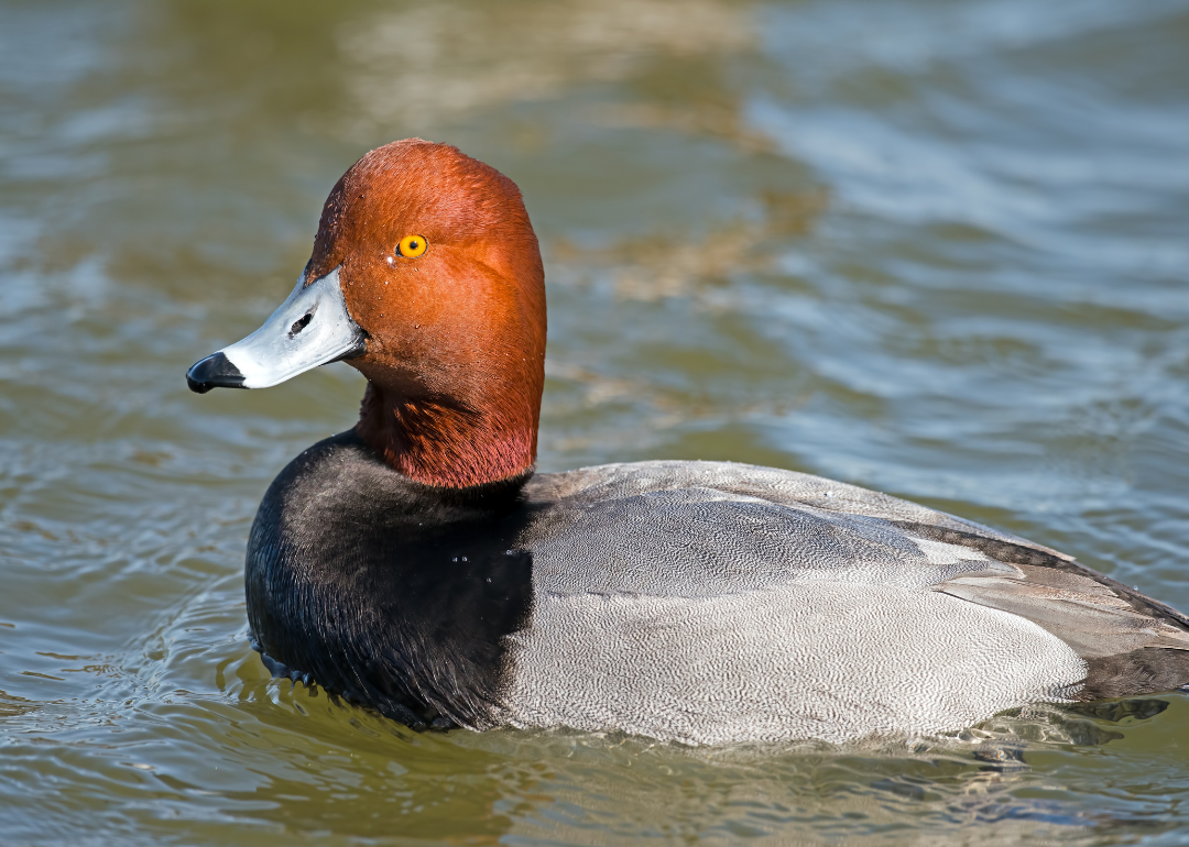 Most Commonly Hunted Migratory Birds in Kansas | Stacker