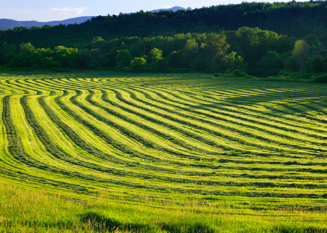 Vermont is the #1 State Where People Consume the Most Fruits and ...