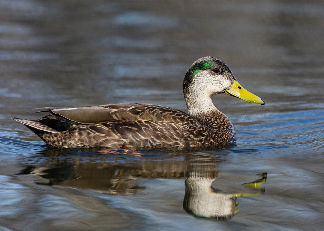 Most Commonly Hunted Migratory Birds in Massachusetts | Stacker