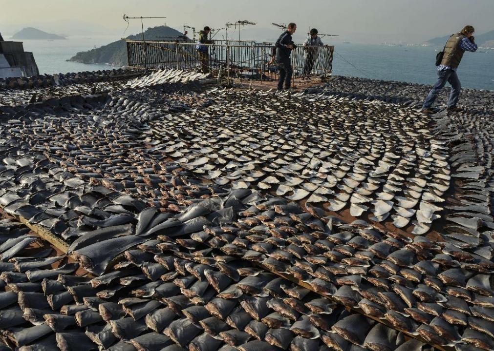 1 Million Species Are Facing Annihilation—inside Earth's Sixth Mass ...