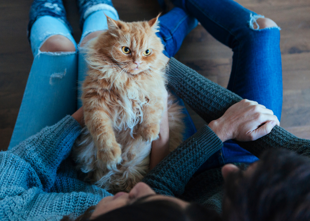 Cats Available for Adoption in Springfield, Ohio | Stacker