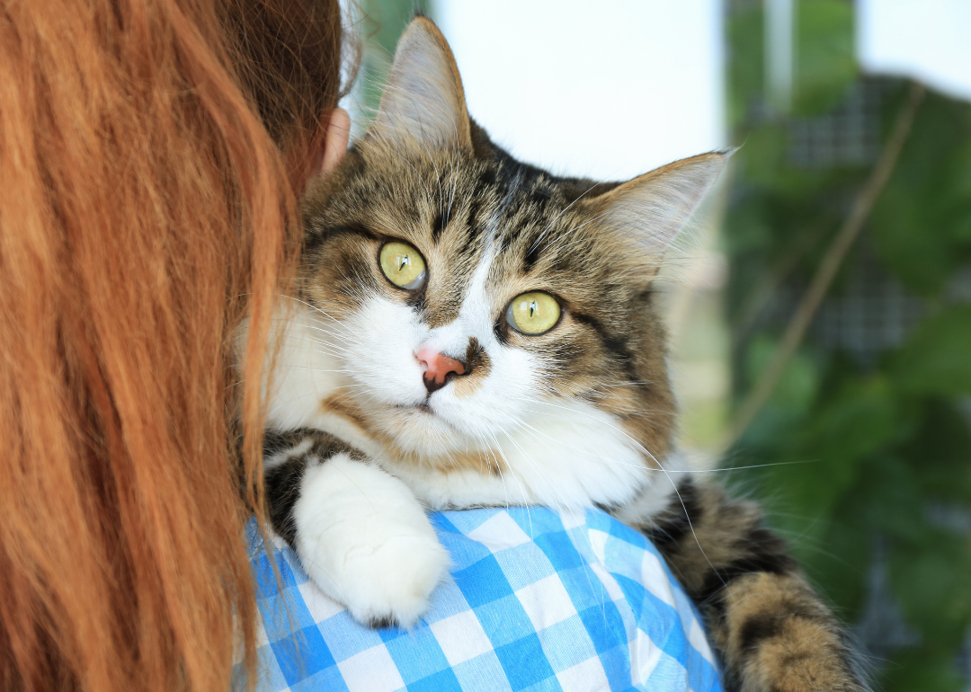 Cats Available for Adoption in Calgary | Stacker