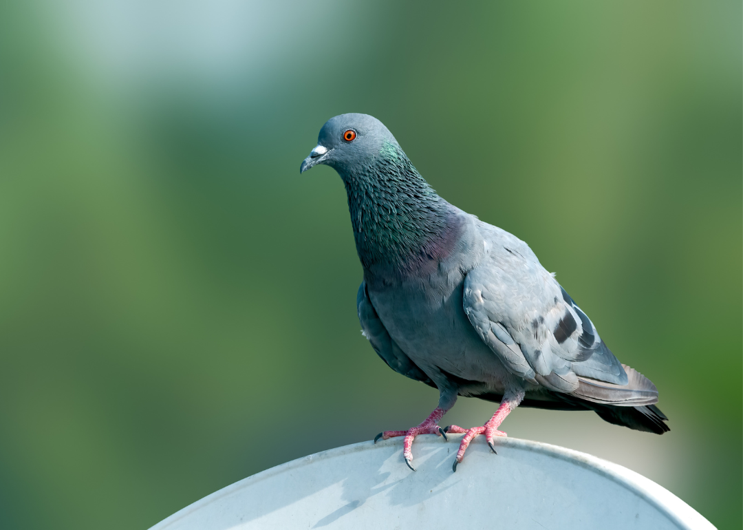 Most Commonly Seen Birds in Utah | Stacker Most Commonly Seen Birds in Utah | Stacker