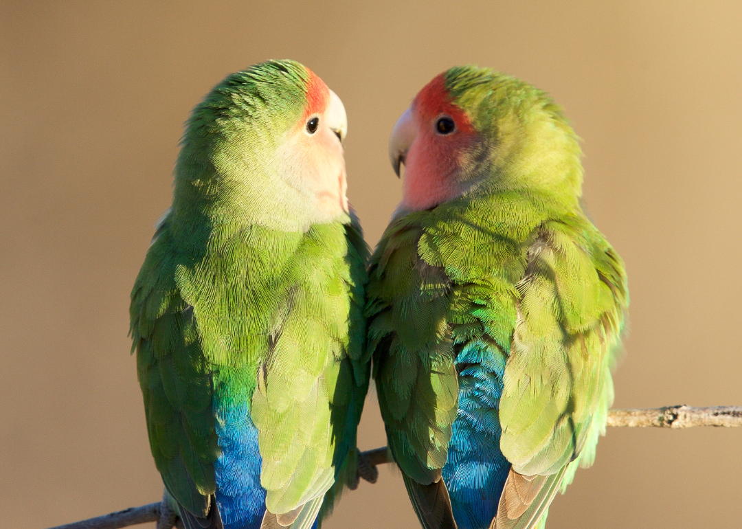 Most Commonly Seen Birds in Arizona | Stacker