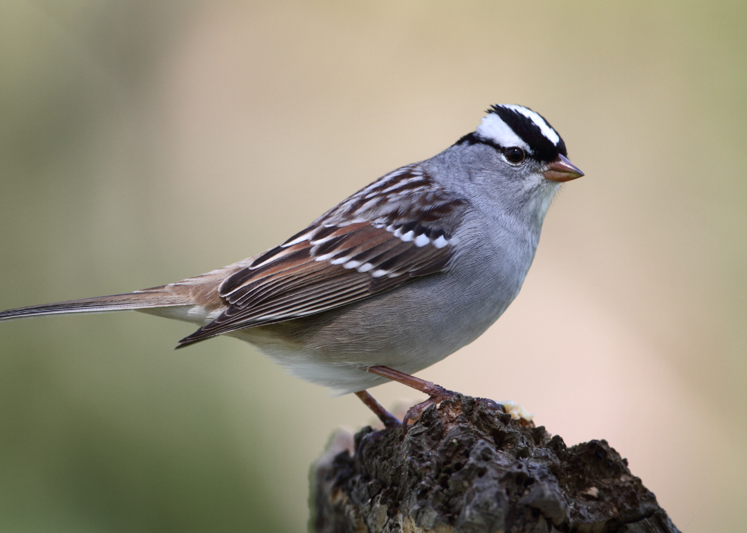 Most Commonly Seen Birds in Wyoming | Stacker