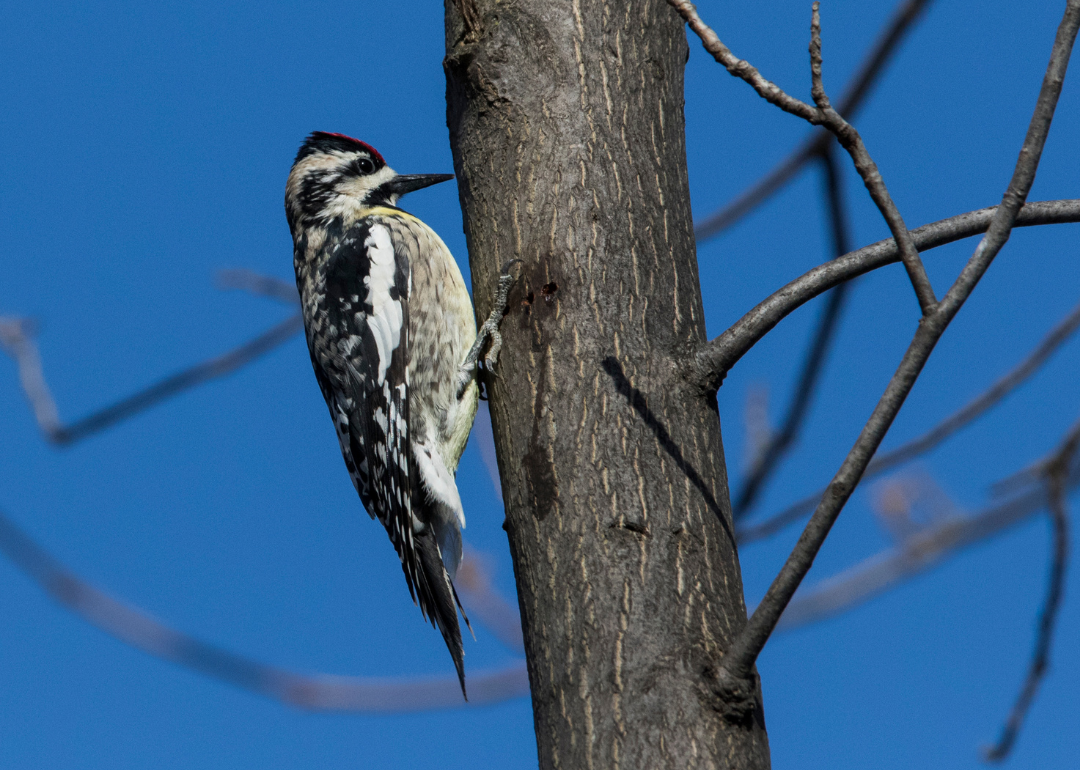Most Commonly Seen Birds in Kentucky | Stacker