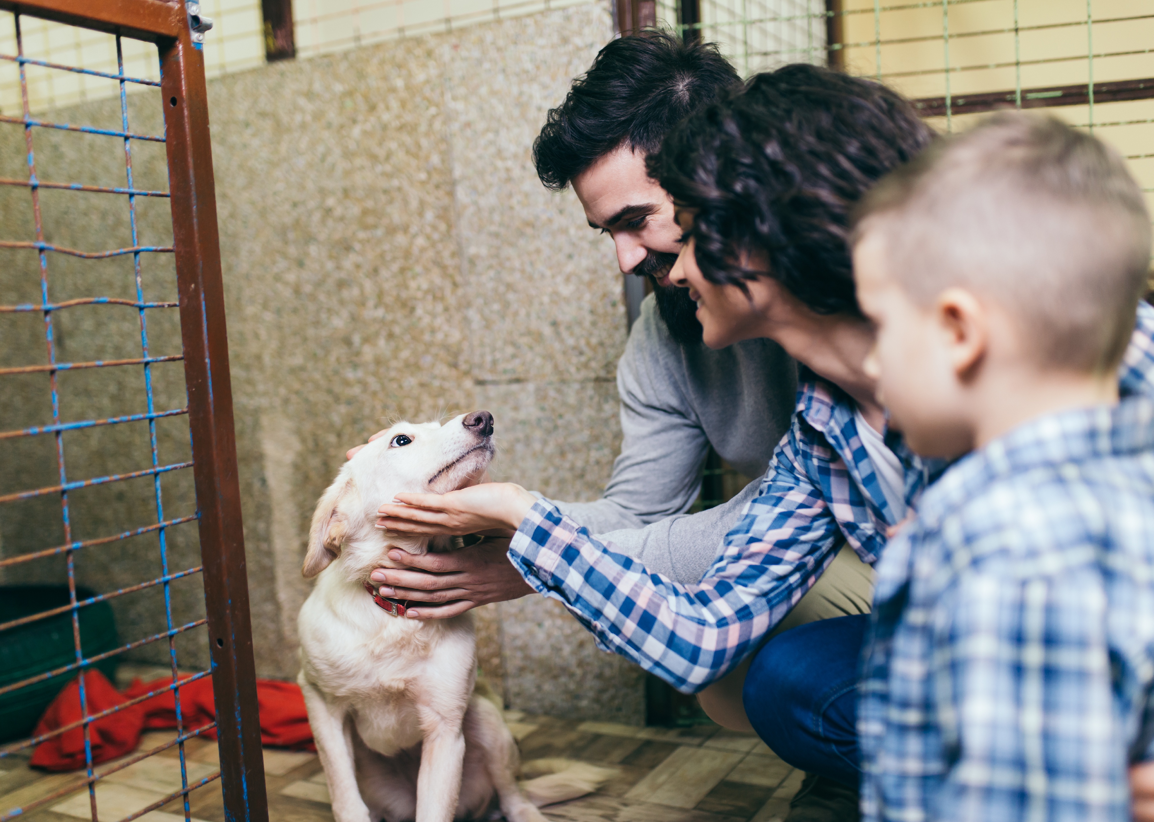 Dogs Available for Adoption in Columbus | Stacker