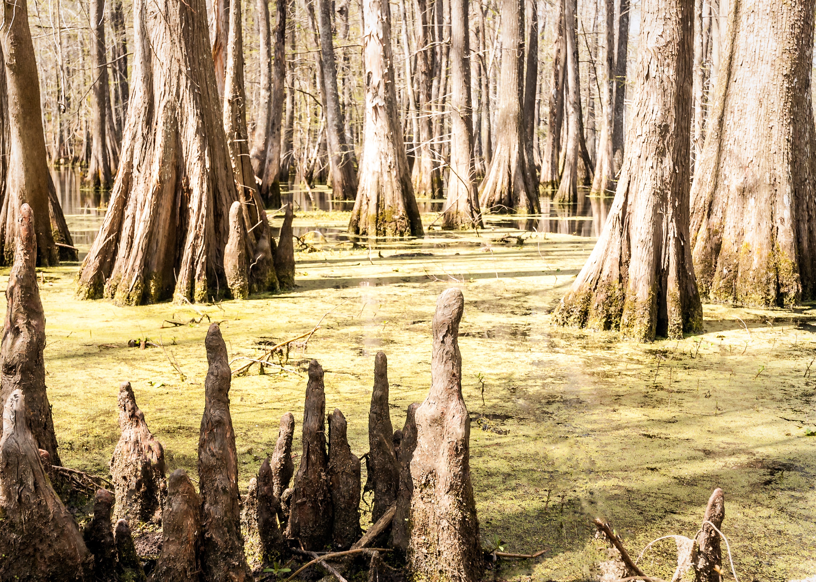 Warmest and Coldest January in Evangeline Parish, Louisiana History ...