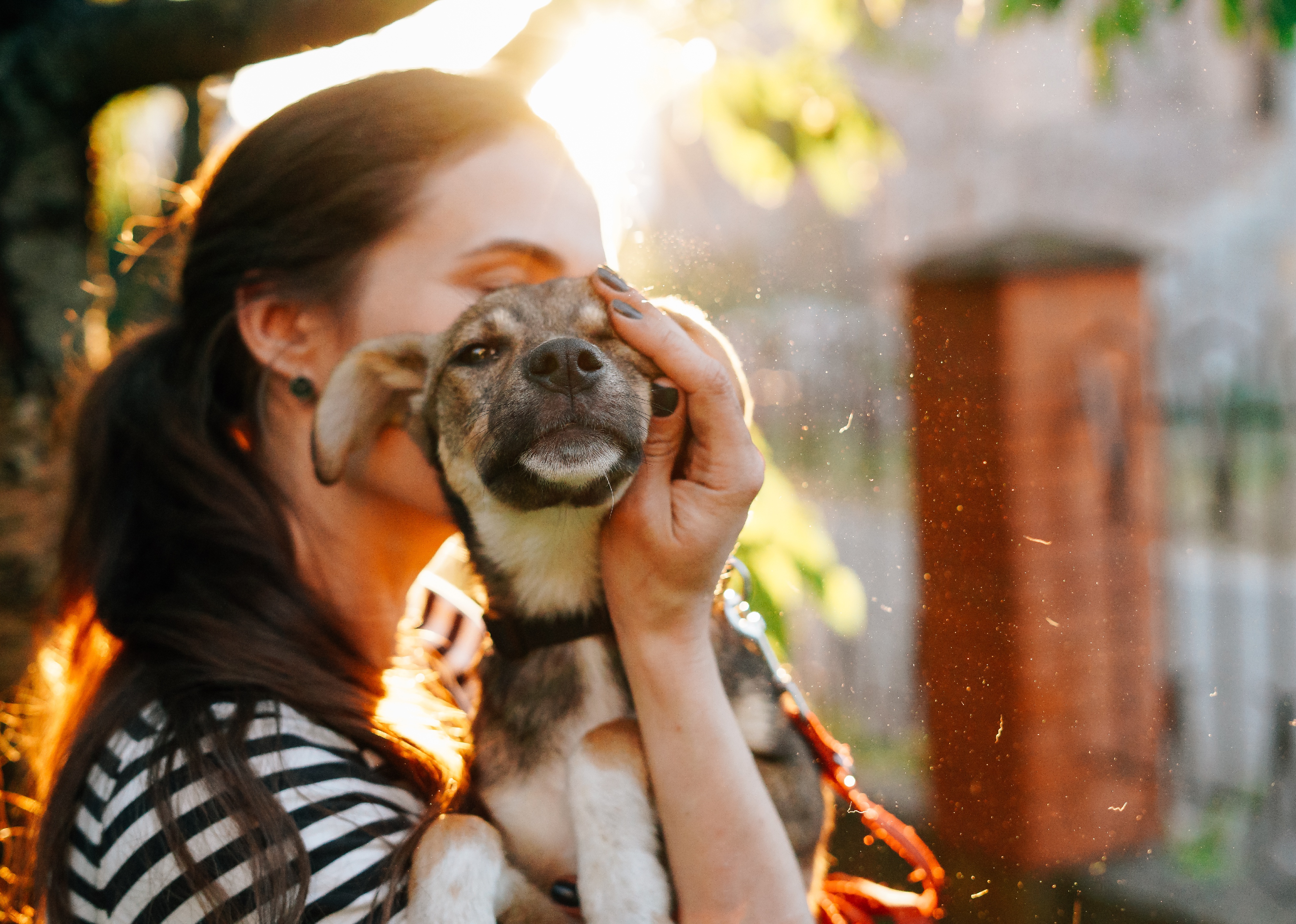 Dogs Available for Adoption in Seattle | Stacker