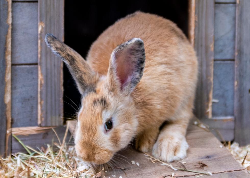 Small Furry Pets Available for Adoption in Stockton | Stacker