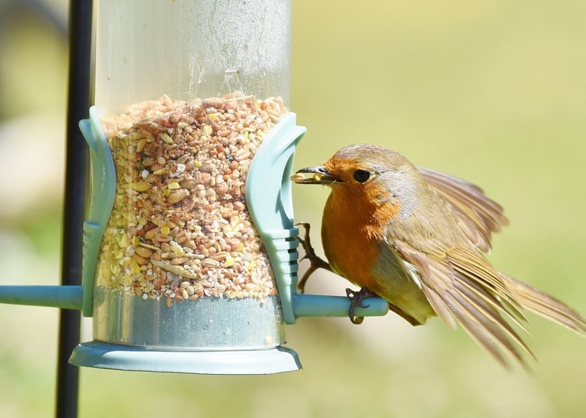 Most Commonly Seen Birds in Oregon | Stacker