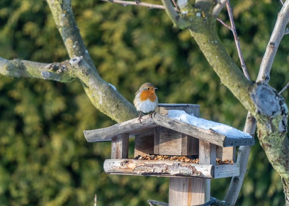 Most Commonly Seen Birds in Newfoundland and Labrador | Stacker